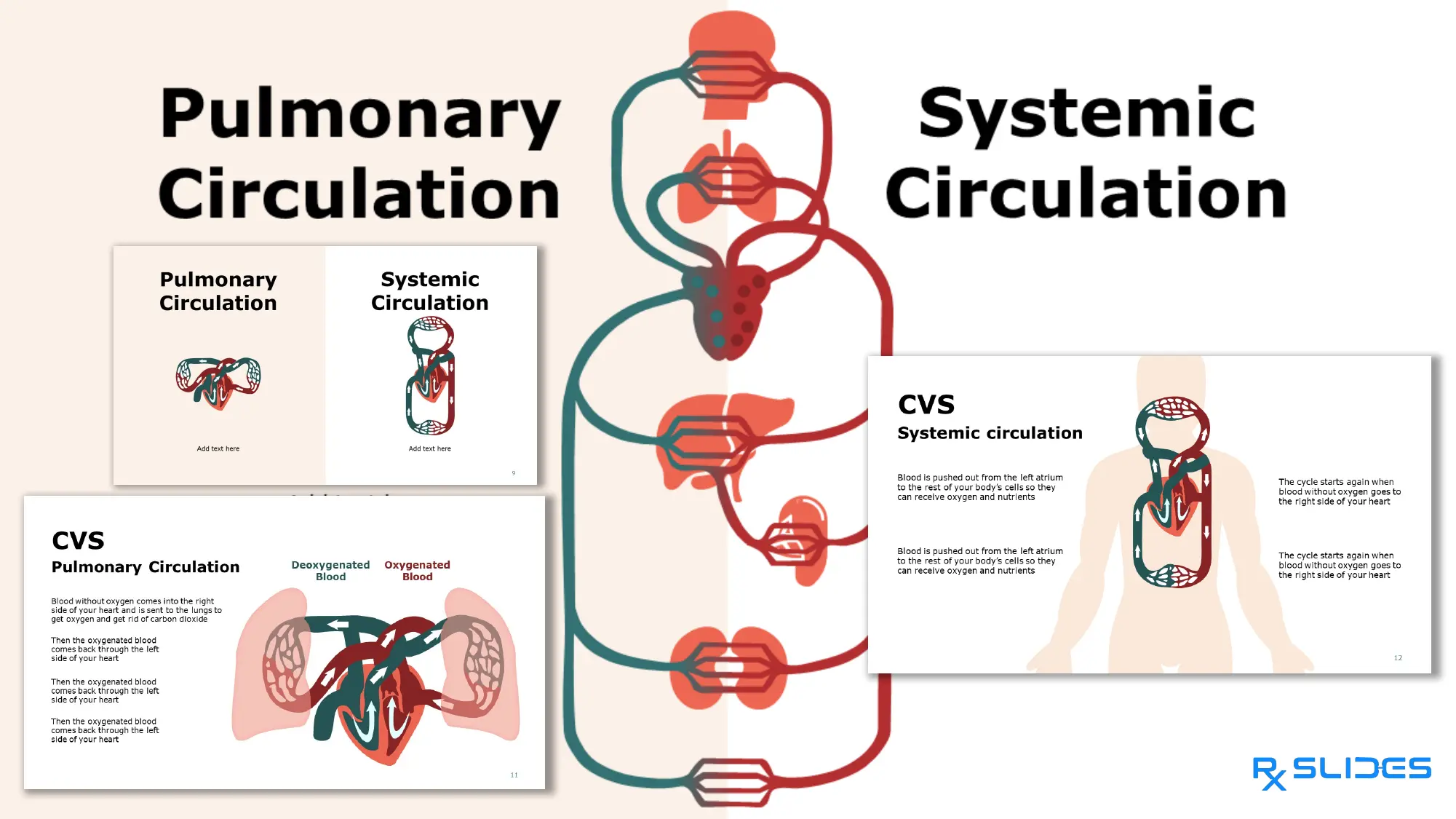 Download Cardiovascular system anatomy and physiology PowerPoint Template| RxSlides